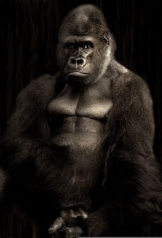 [kintone×gas]スプレッドシートに入力した情報からフィールドを登録する_4 | tec-gorilla